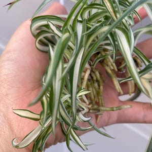 Curly Spider Plants Babies / Unroot Cuttings / Live Houseplant Cuttings ...