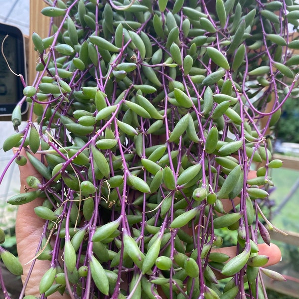 Othonna Capensis - Etsy