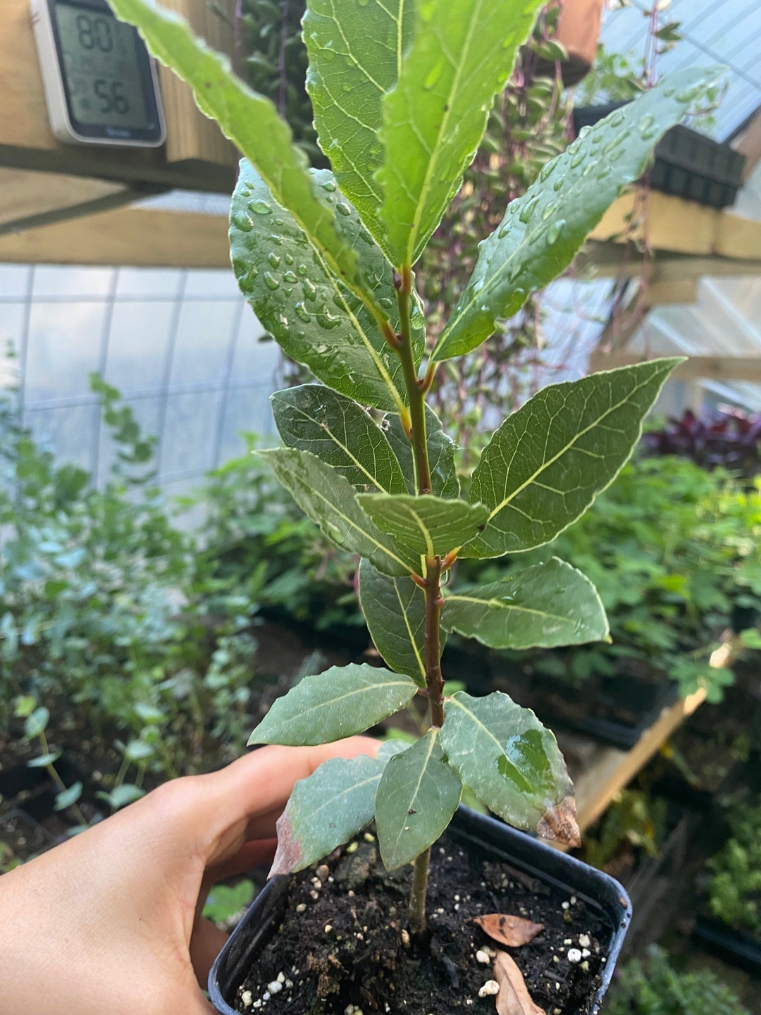 Bay Leave Herb Live Plant Ship Without Pot/ Laurel Nobilis/ Bay Herb ...