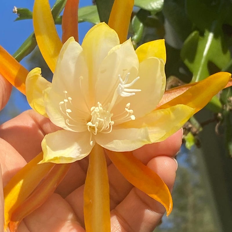 Ric Rac Cactus - Etsy