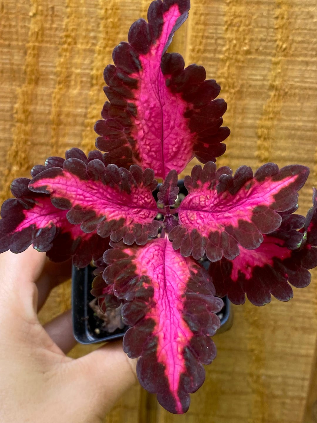 Song Bird Coleus 1 Rooted Cutting / Coleus Collection/ Live Plant ...