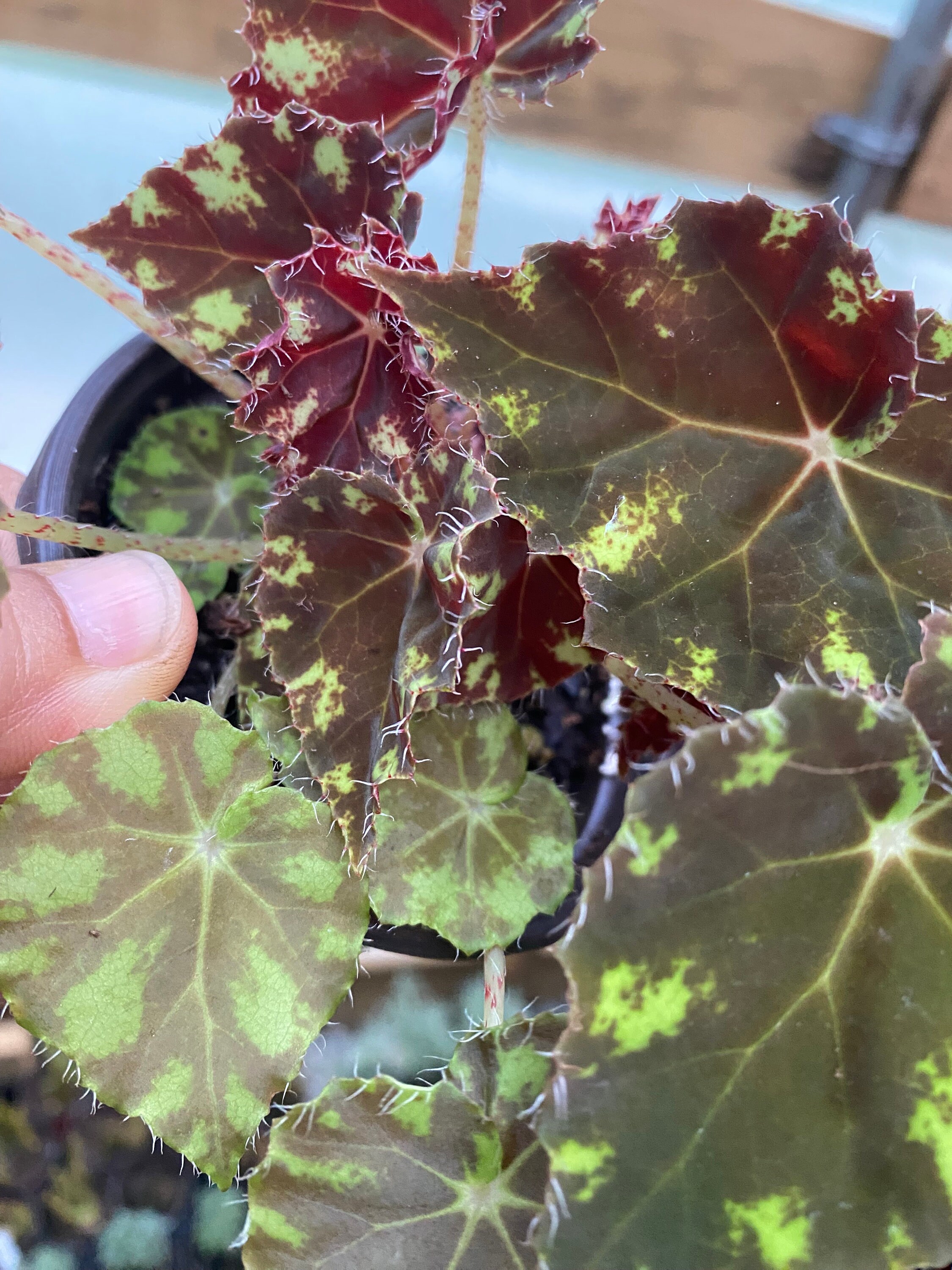 Rhizomatous Begonia "tiger Kitten" Begonia Rooted Houseplant - Etsy