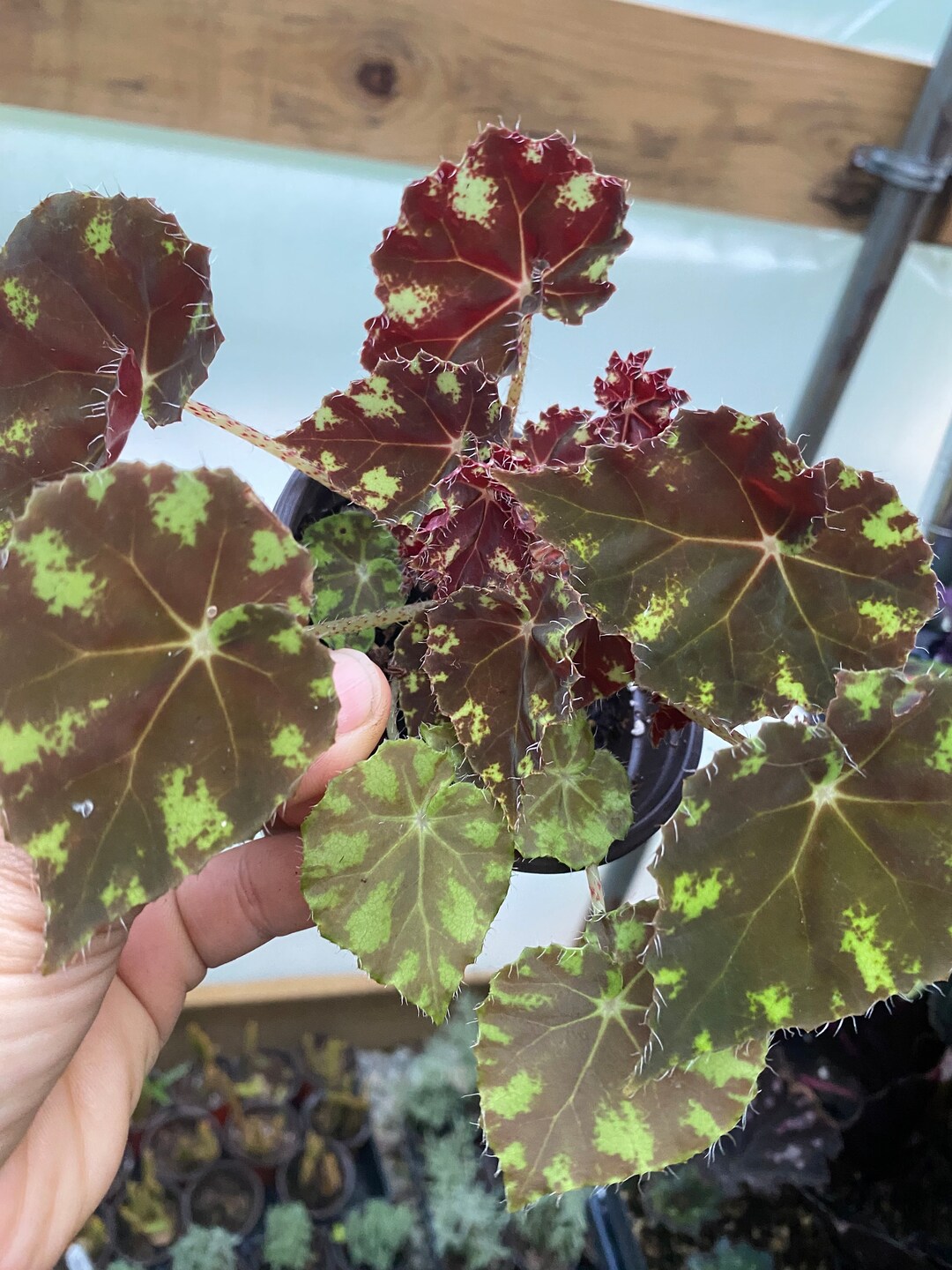 Rhizomatous Begonia "tiger Kitten" Begonia Rooted Houseplant - Etsy