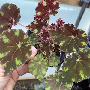 Rhizomatous Begonia "tiger Kitten" Begonia Rooted Houseplant - Etsy