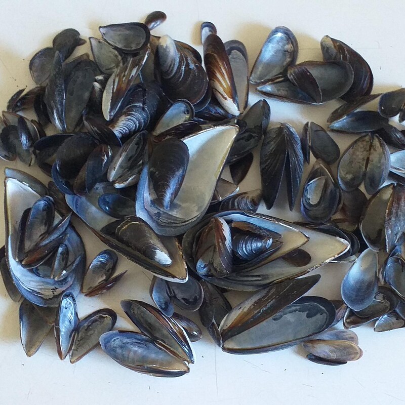 Mussel Shells - Etsy