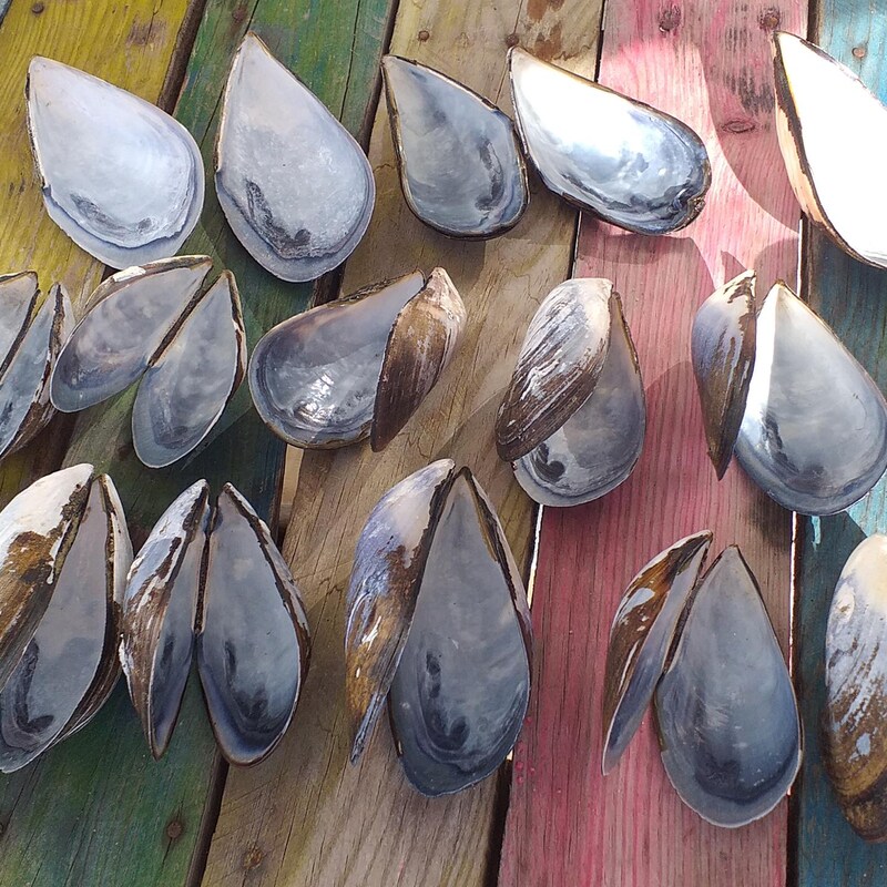 Large Mussel Shells - Etsy