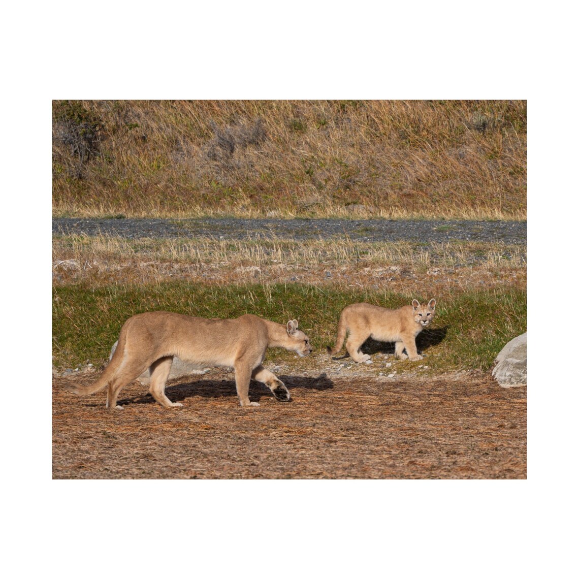 Puma Female With Cub, Patagonia, Chile Poster - Etsy