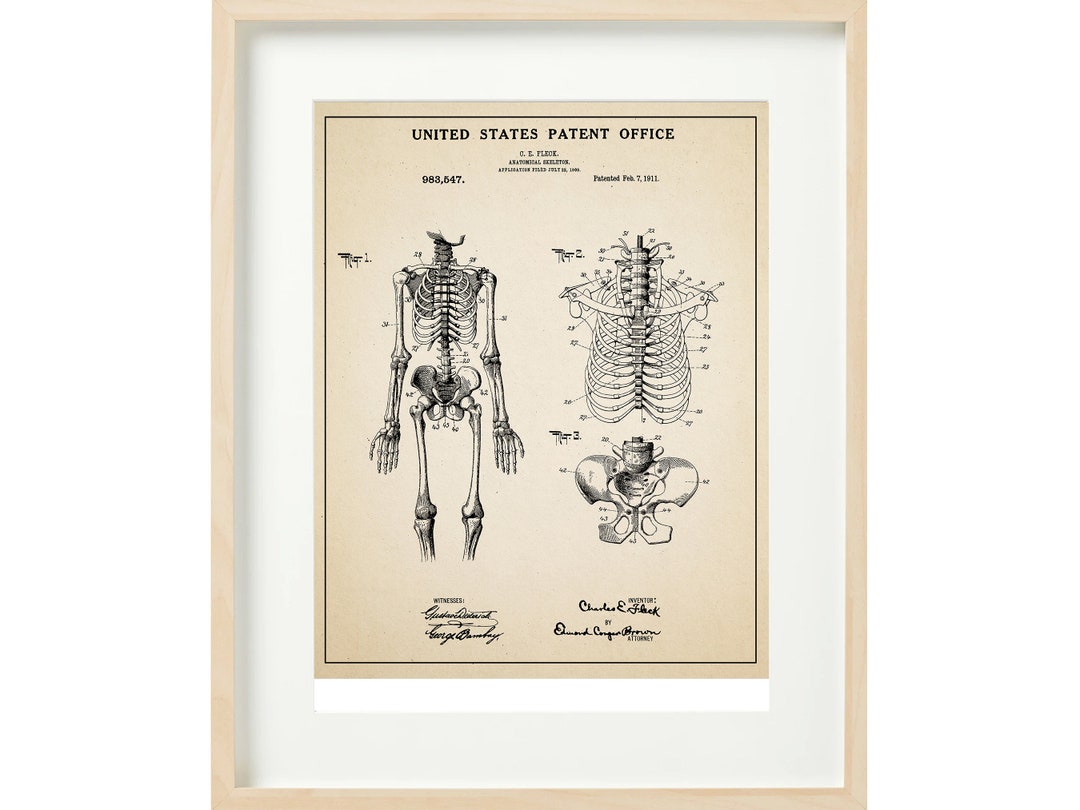 ANATOMICAL SKELETON 1911 Patent Print Medical Anatomy Printable Wall ...