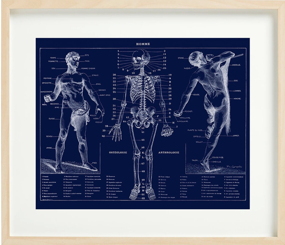 VINTAGE ANATOMY CHART Printable Wall Art - Etsy