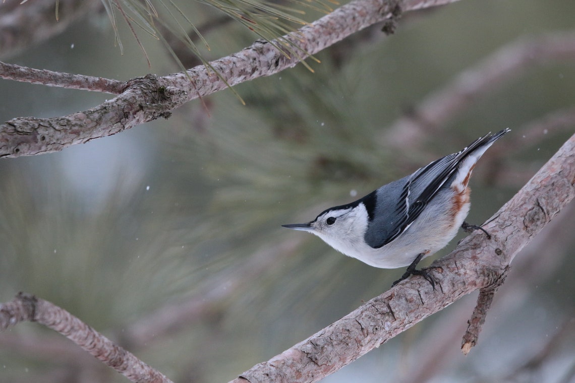Nuthatch, Printable - Etsy