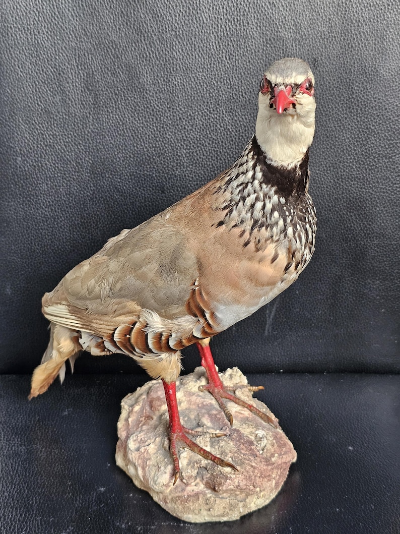 Taxidermy Stuffed Red Partridge (alectoris Rufa) Wall Mount Taxidermy ...