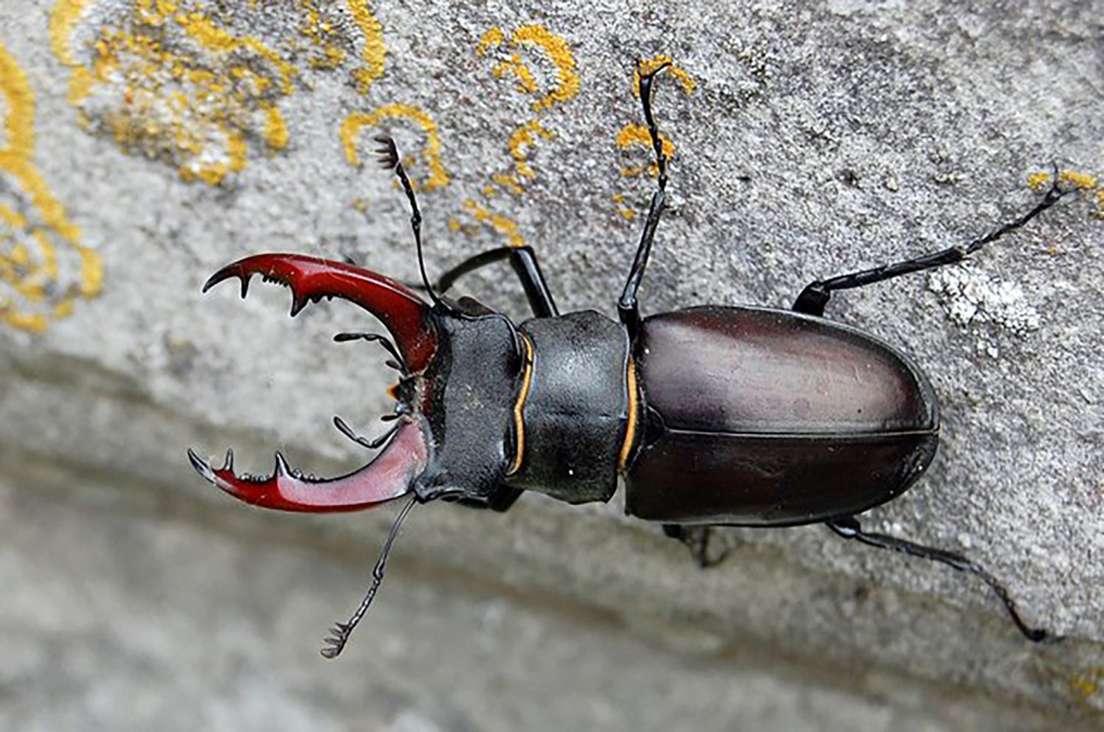 Stag Beetle Pin Insect Pin Bug Pin Insect Jewelry Beetle | Etsy