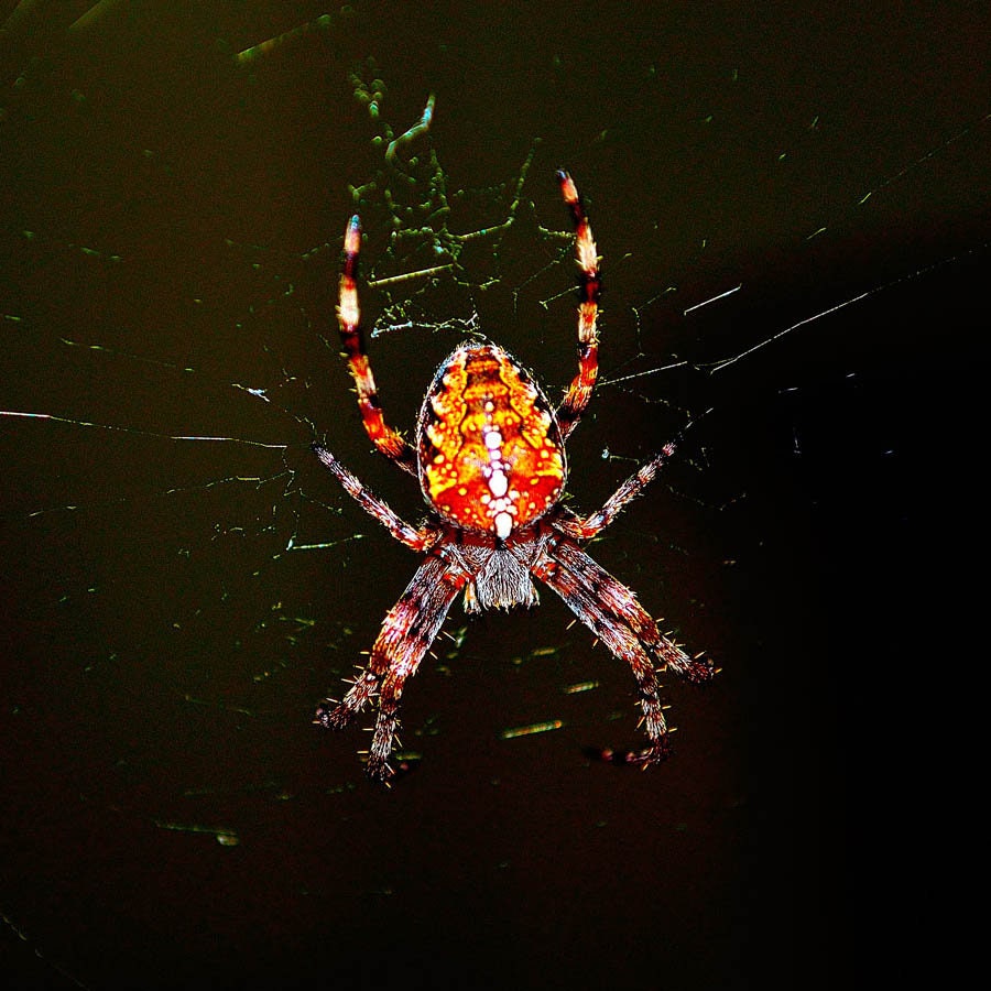 Spider Pin Bug Pin Spider Jewelry Spider Jewellery Spider | Etsy