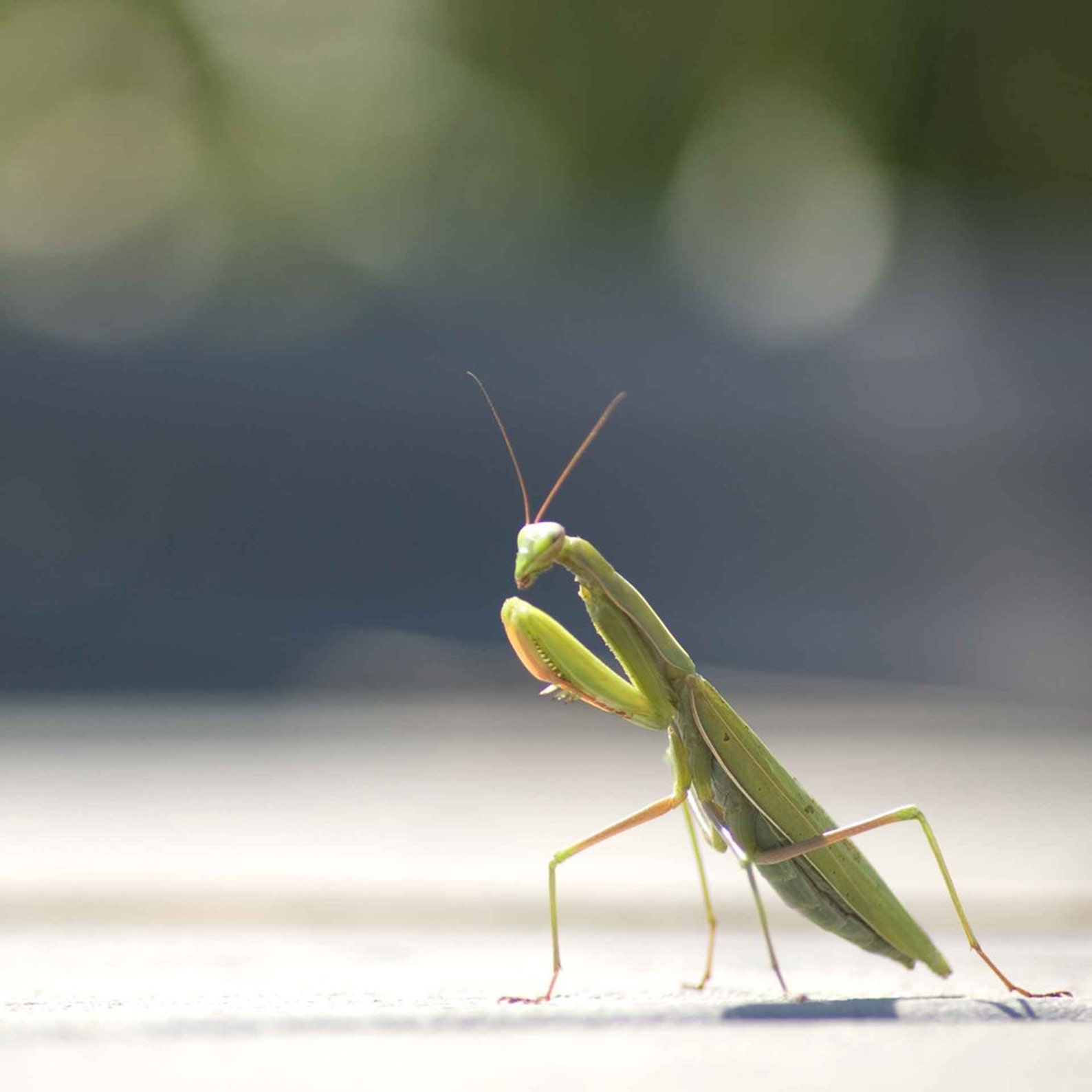 Handmade Sterling Silver Praying Mantis Earrings Praying | Etsy
