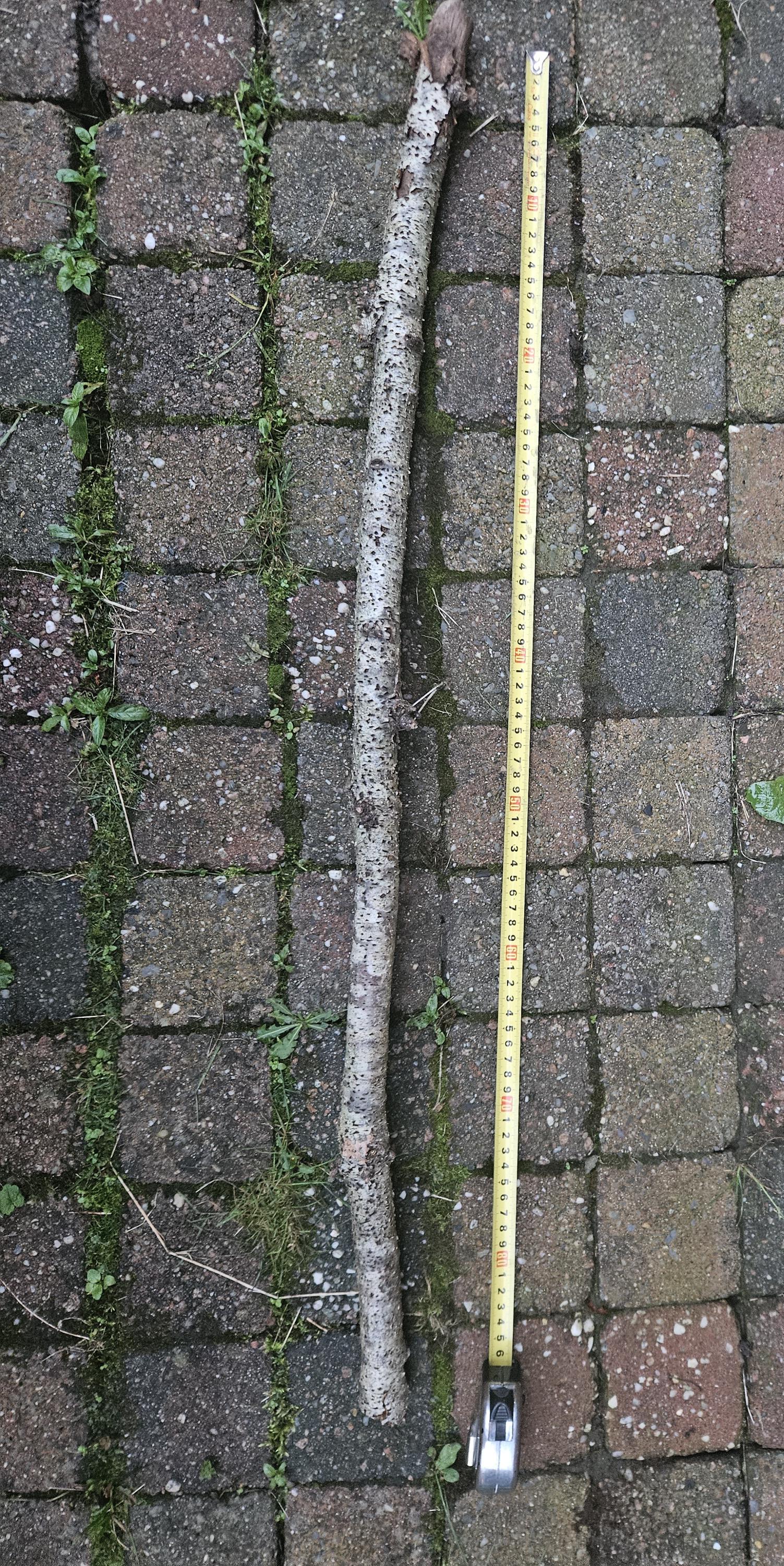 Natural Tree Branch 90 Cm Rustic Wood Branch for Crafting, Home Décor ...