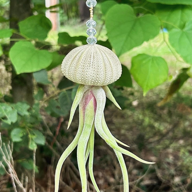 Jellyfish Air Plant - Etsy