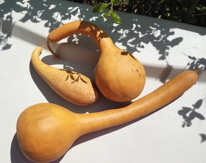 GOURDS DRIED, Two Dipper Gourds One Banana Gourd, LOT of 3 - Etsy