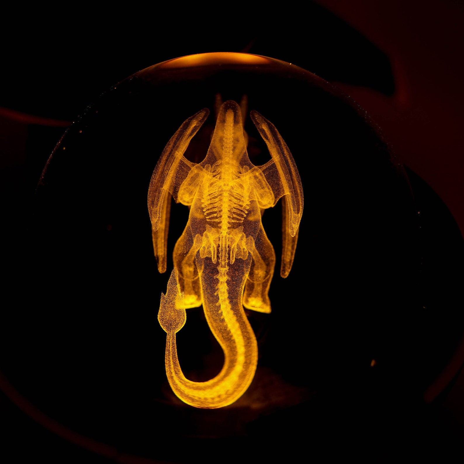 Charizard Skeleton Crystal Pokeball | 3D Printed Pokémon Night Light ...
