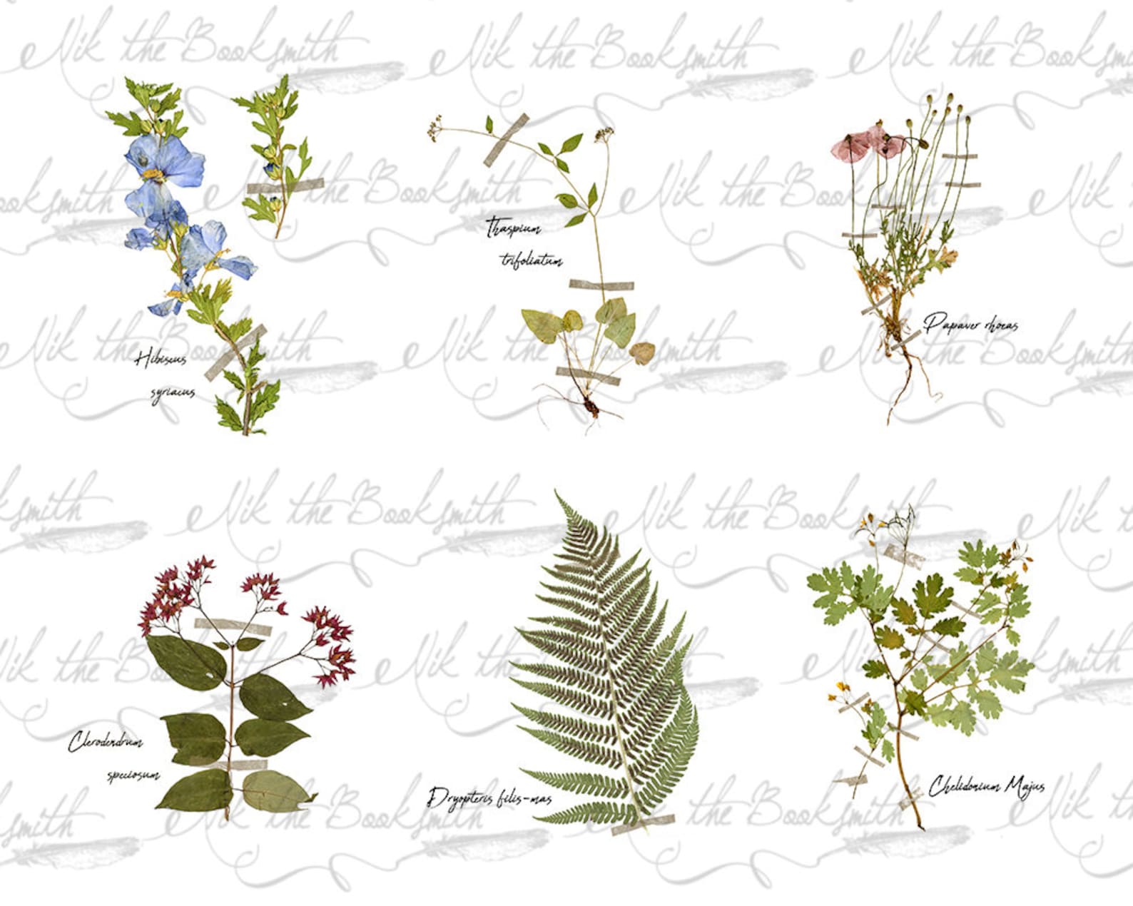 The Booksmith Herbarium Kit Series No.1 Digital Download | Etsy