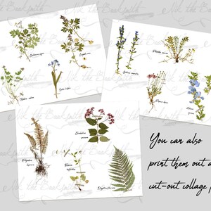 The Booksmith Herbarium Kit - Series No.1 - Digital Download - 12 Dried ...