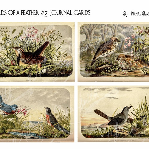 Birds of America Trading Cards 2 Antique Ephemera Books - Etsy