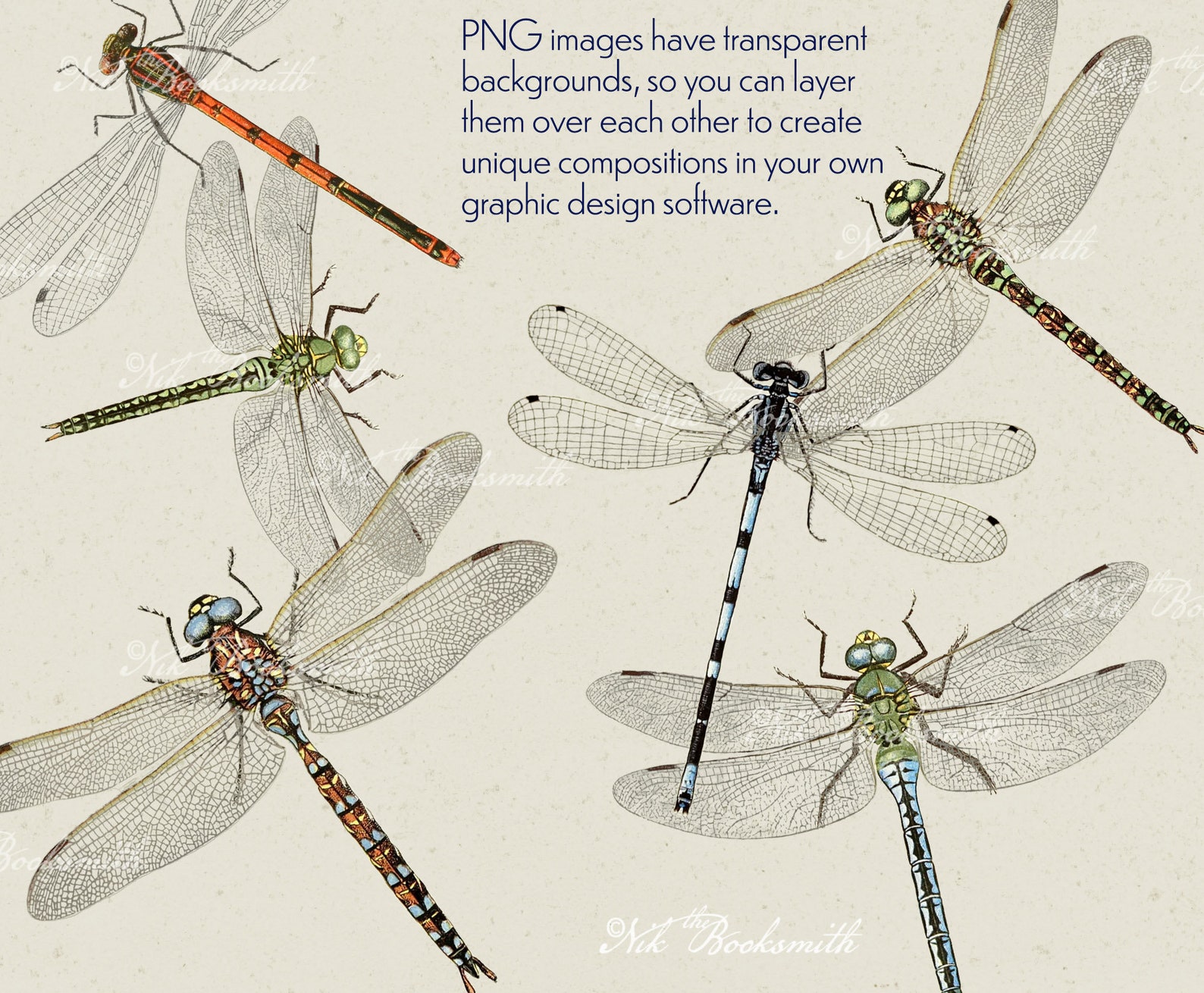 Dragonflies PNG Digital Kit 6 Images With Transparent - Etsy
