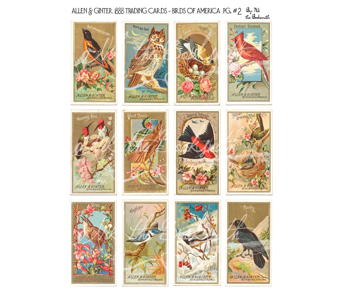 Birds of America Trading Cards #2 - Antique Ephemera - Books - Journals ...