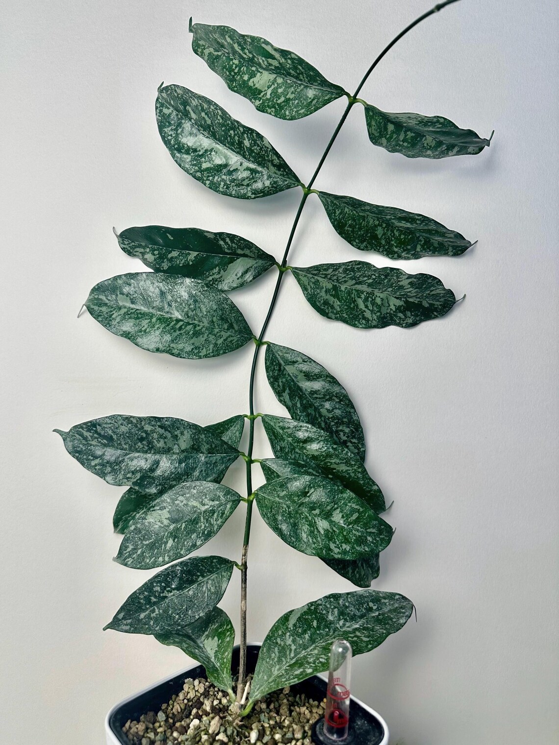 Hoya Campanulata Splash A.k.a. Hoya Cystiantha Splash High Variegation ...