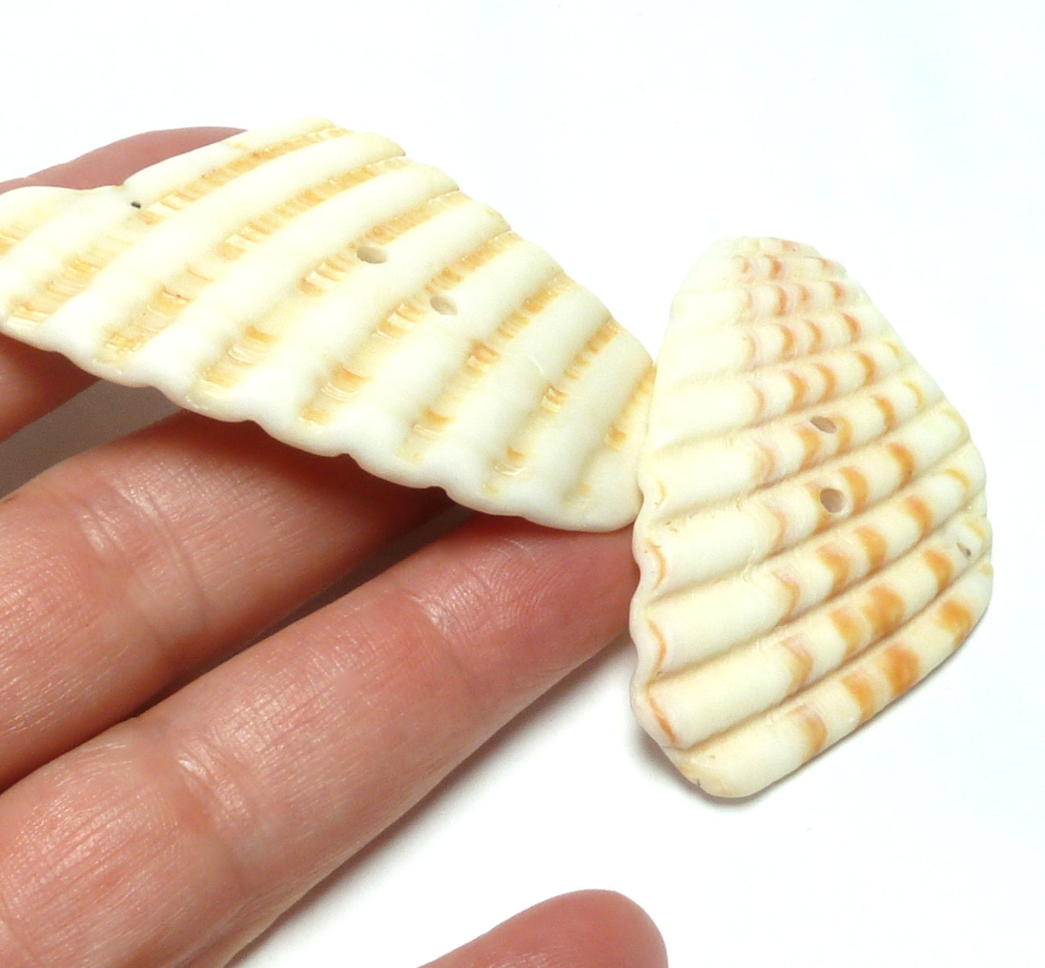 Sea Shell Buttons WASHBOARD NOTIONS Drilled Beach Seashell | Etsy