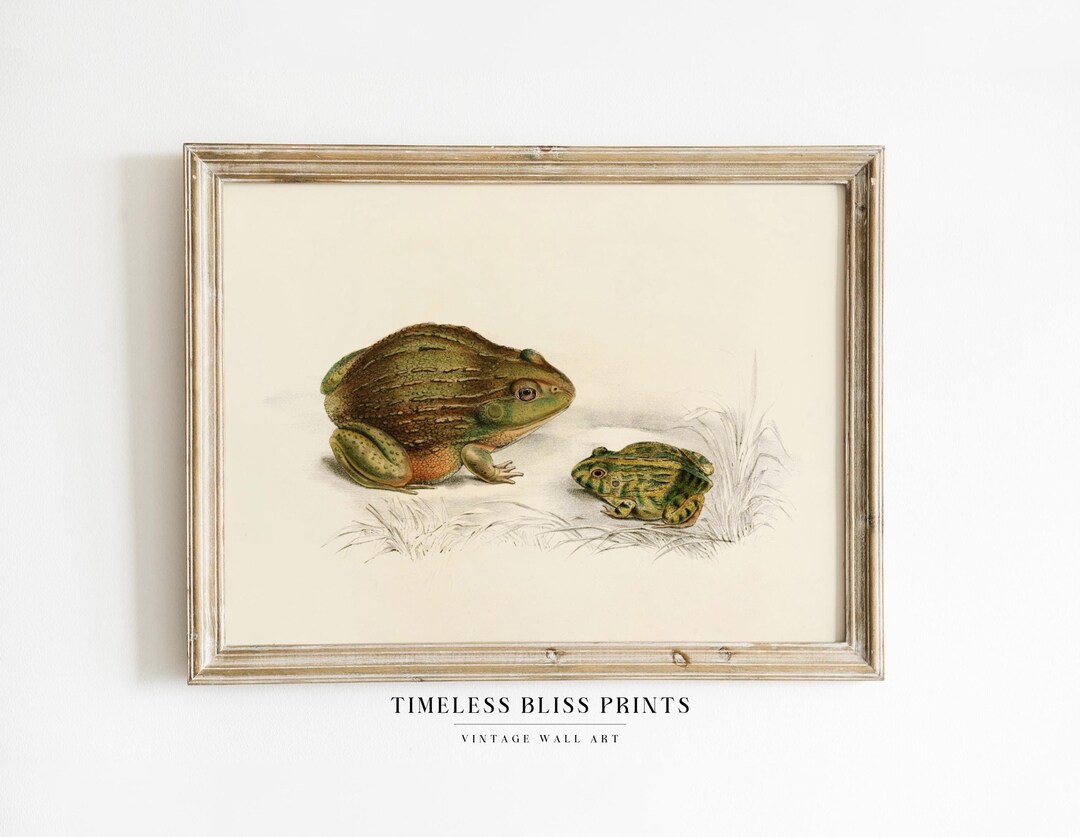 Antique Frog Illustration Digital Download | Vintage African Bullfrog ...