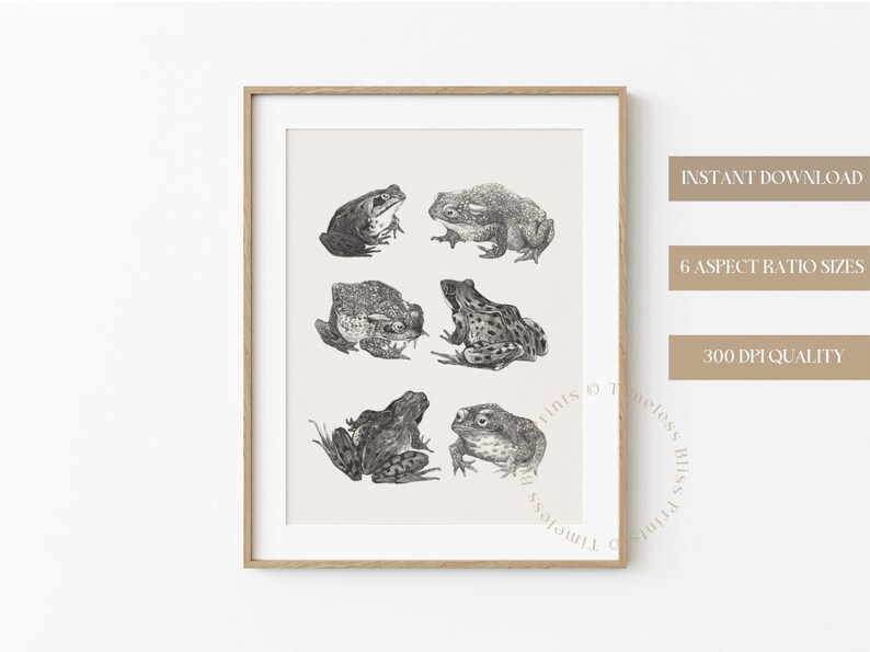 Antique Frog Drawing Print Printable Art | Vintage Frog Illustration ...