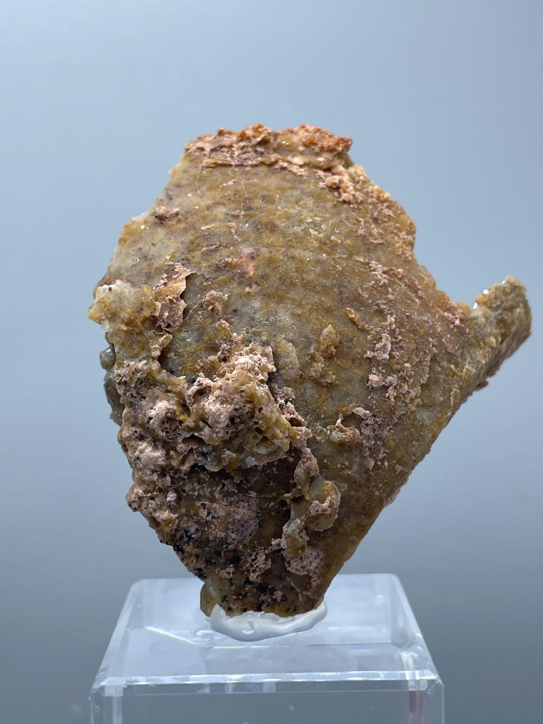 Fossilized Shell , Rare Fossil Specimens, Boulmadane Mining, Mibladen ...