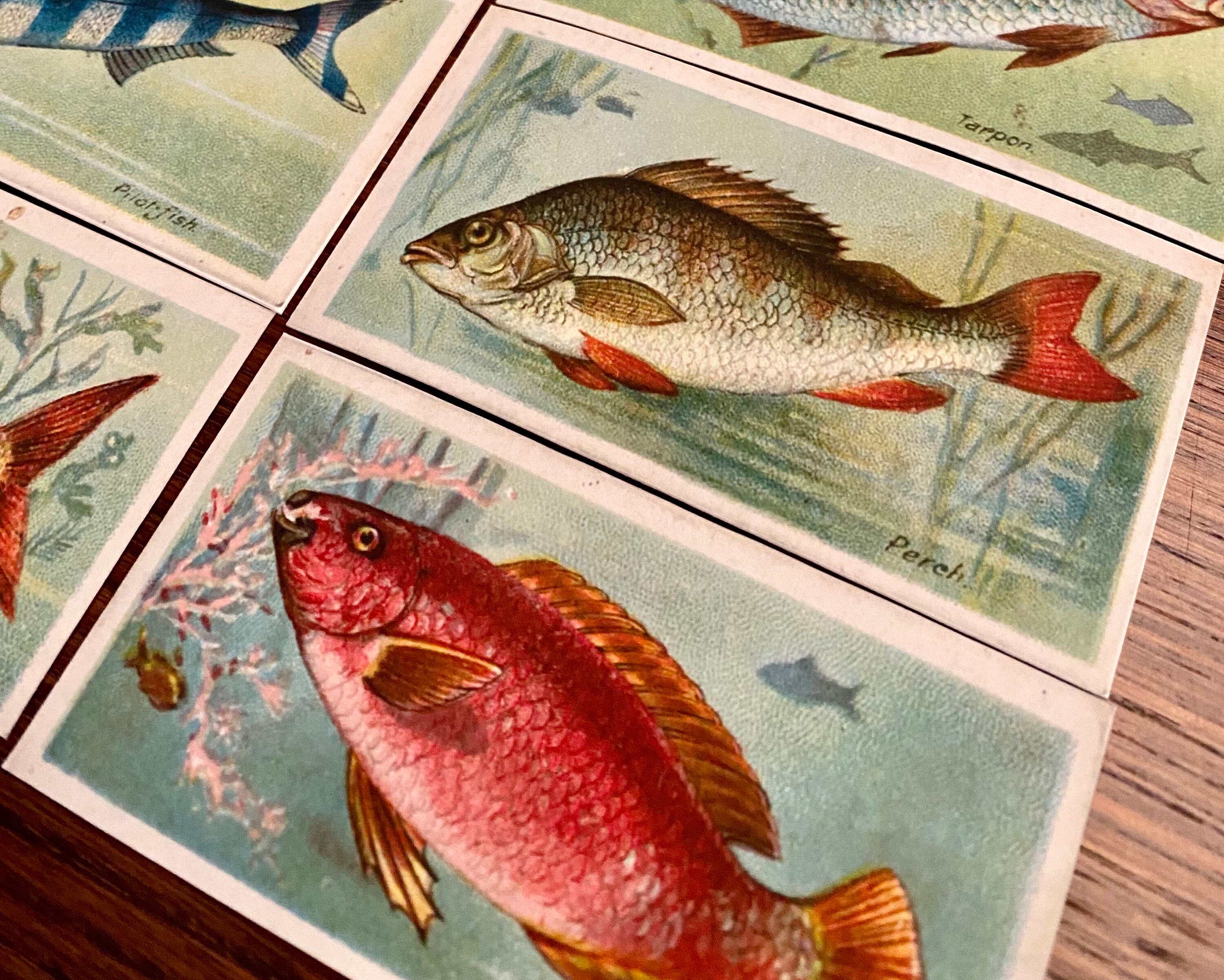 40 Vintage Fish Cigarette Card Reproductions for Scrapbooking - Etsy