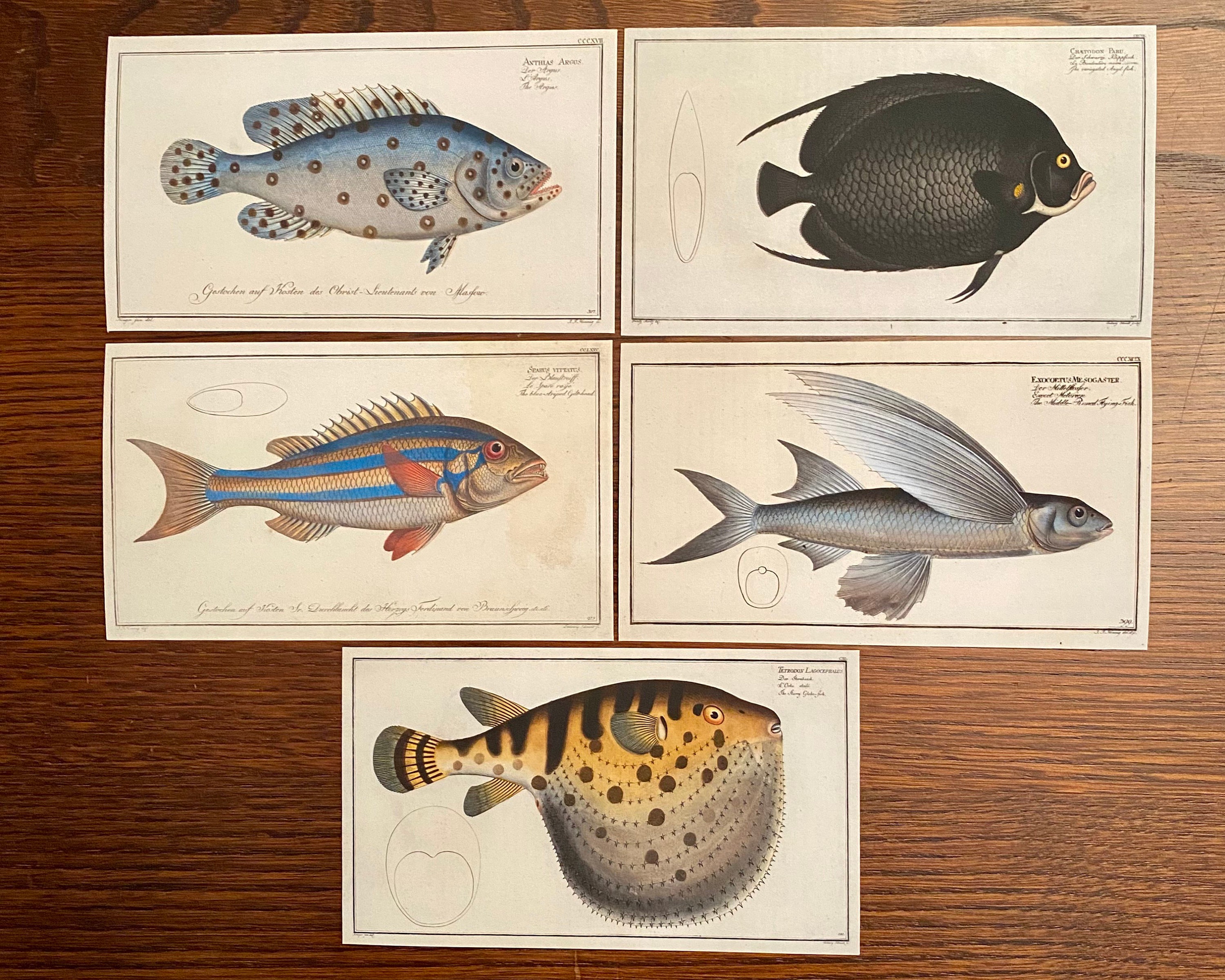 42 German 1700s Rare Fish Etchings Reproductions for Scrapbooking, Junk ...