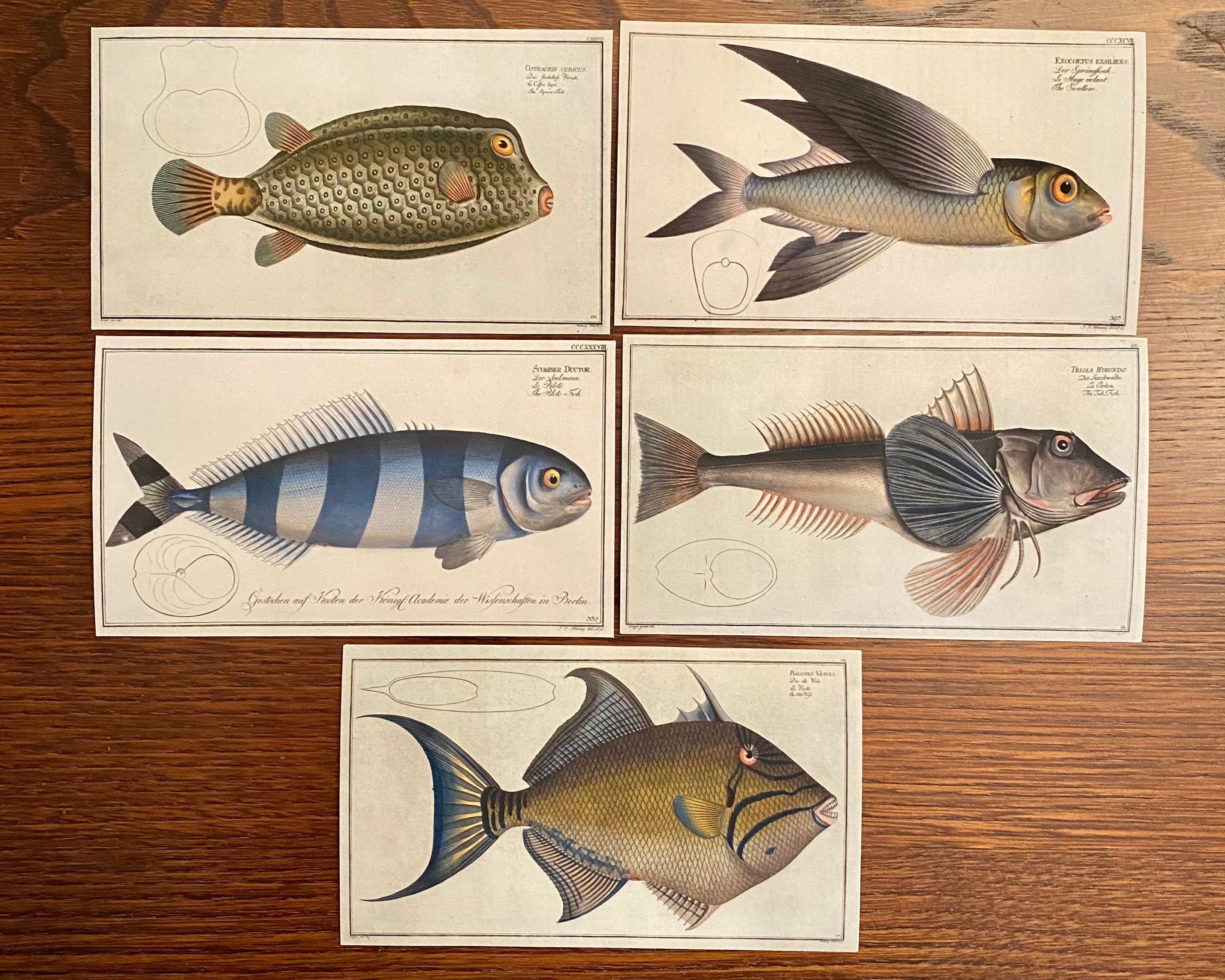 42 German 1700s Rare Fish Etchings Reproductions for Scrapbooking, Junk ...