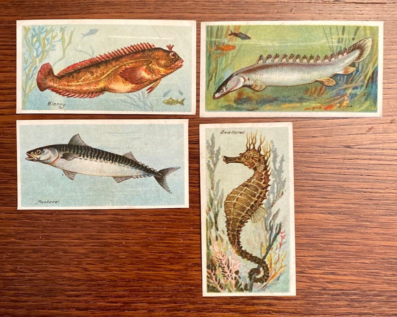 40 Vintage Fish Cigarette Card Reproductions for Scrapbooking - Etsy
