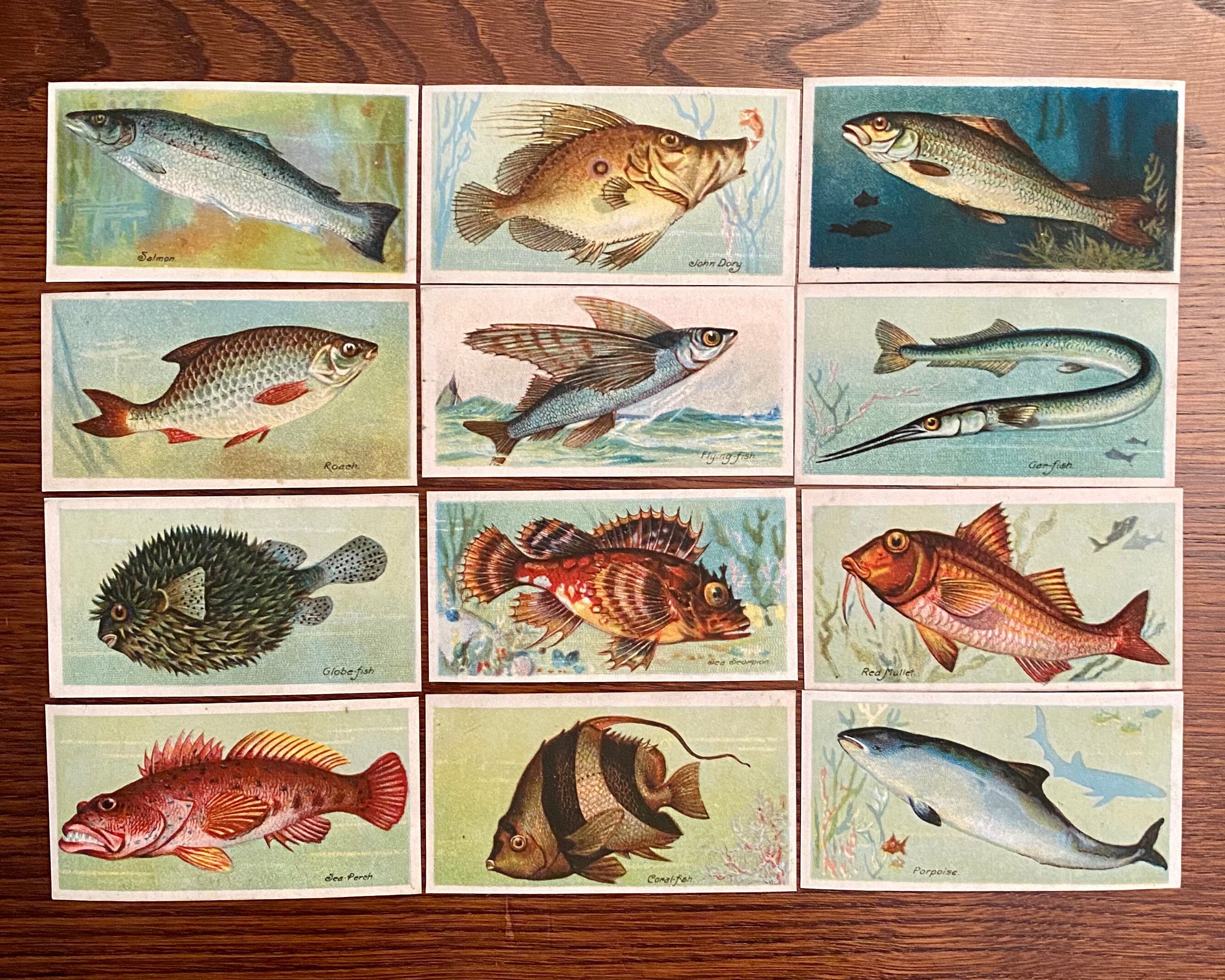 40 Vintage Fish Cigarette Card Reproductions for Scrapbooking - Etsy