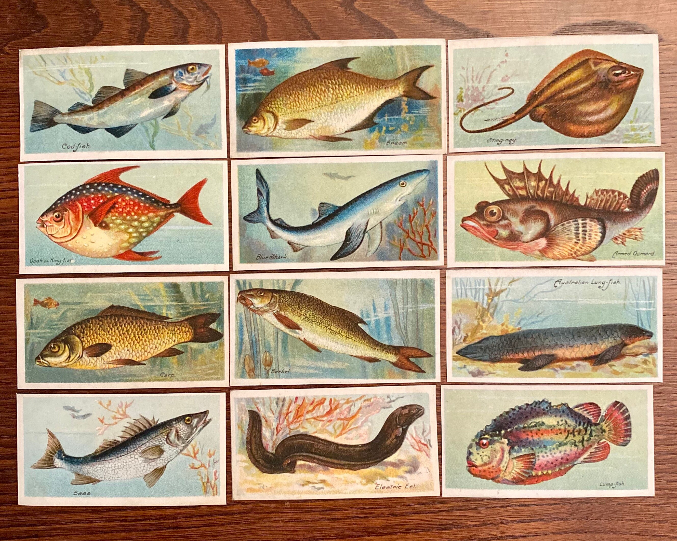 40 Vintage Fish Cigarette Card Reproductions for Scrapbooking - Etsy
