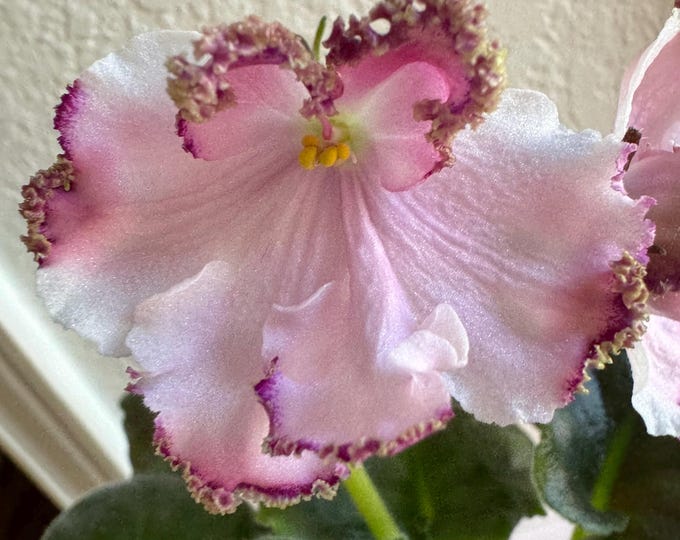 African Violet Leaf Cuttings (2) - LE Mon Sen Mishel - Etsy