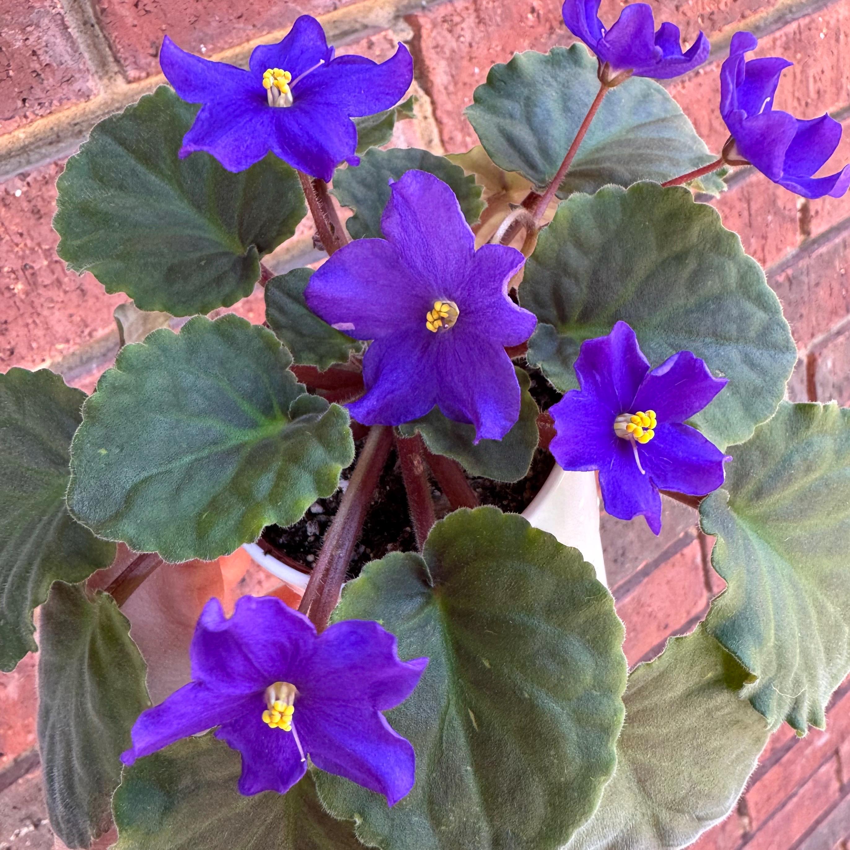 African Violet Leaf Cuttings (2) - Marina - Etsy
