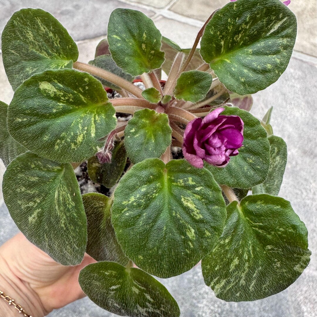 African Violet Leaf Cuttings 2 Witch Doctor - Etsy