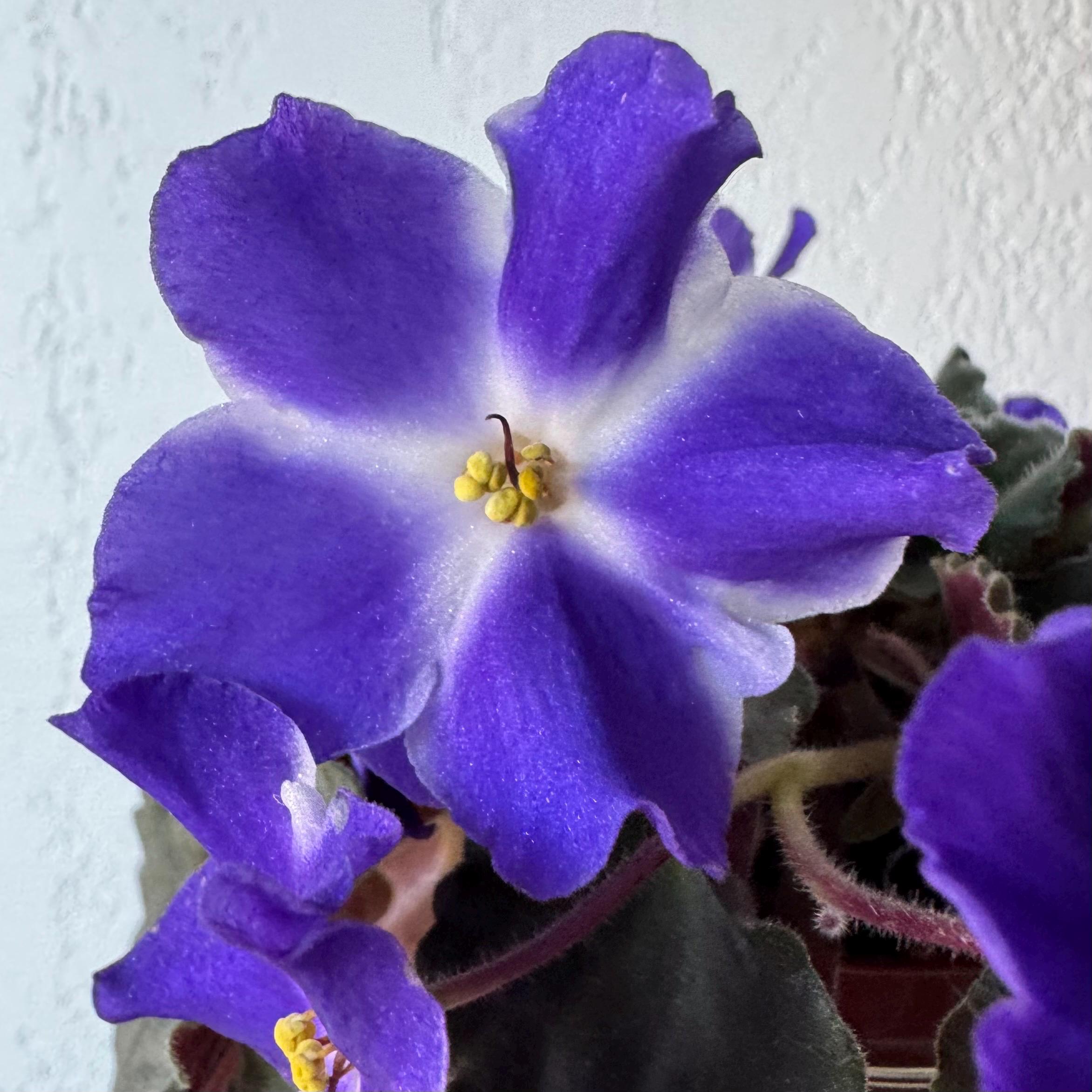 African Violet Leaf Cuttings (2) - Marina - Etsy