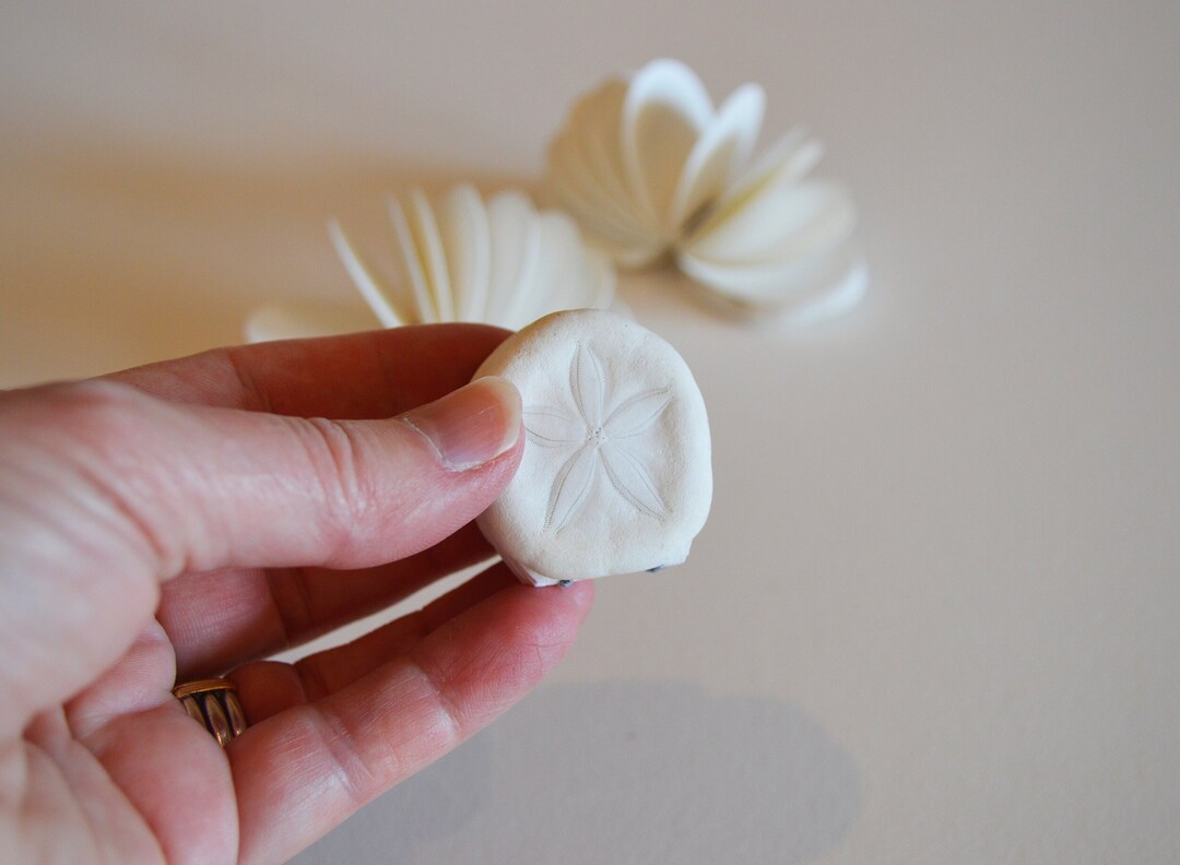 Genuine Seashell Micro Mini Sand Dollar Shell Art Journal / Blank Book ...