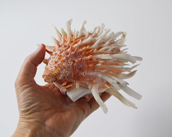 Genuine Seashell Art Journal Spiny Clam Shell OOAK Unique Blank Book ...