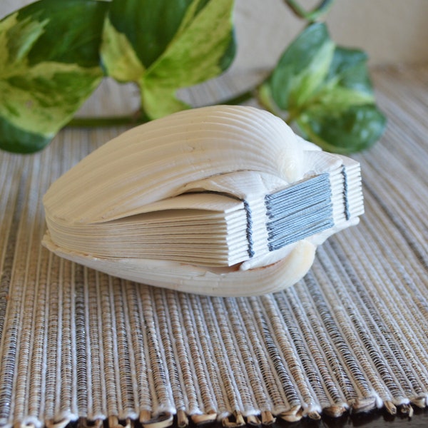 Scallop Shell - Etsy