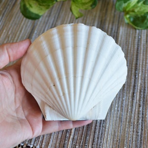Genuine Seashell Scallop Shell Art Journal / Blank Book / - Etsy