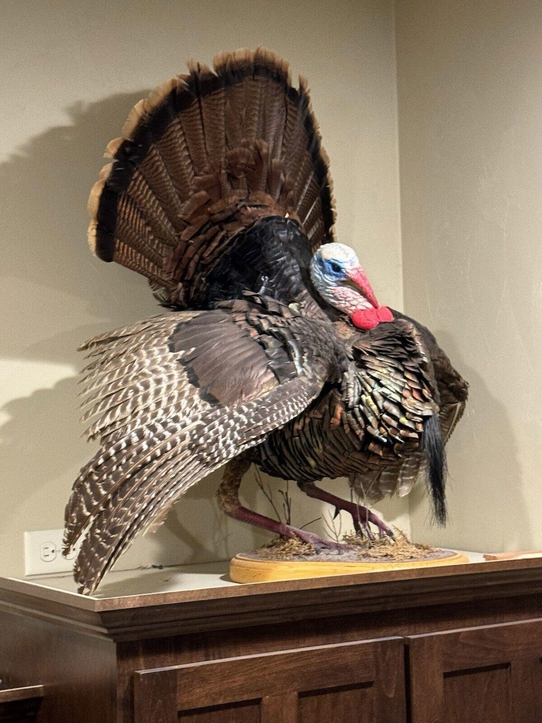 Full Body Eastern Wild Turkey Taxidermy Mount - Etsy