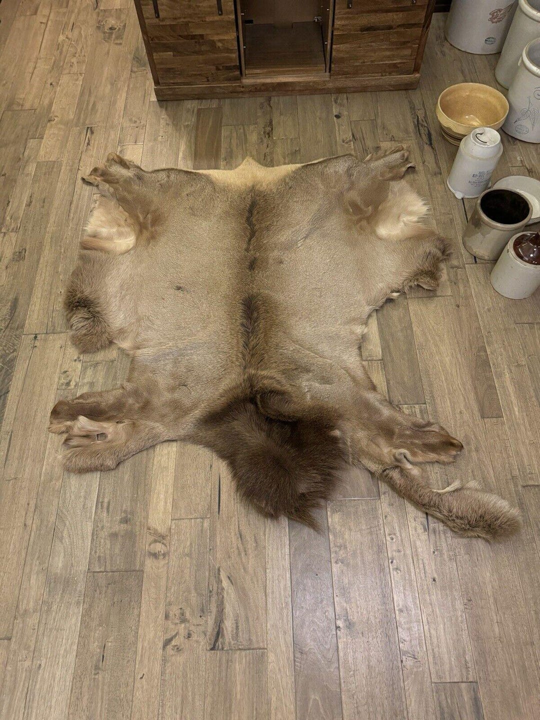 Gorgeous Elk Taxidermy, Cape, Hide - Etsy