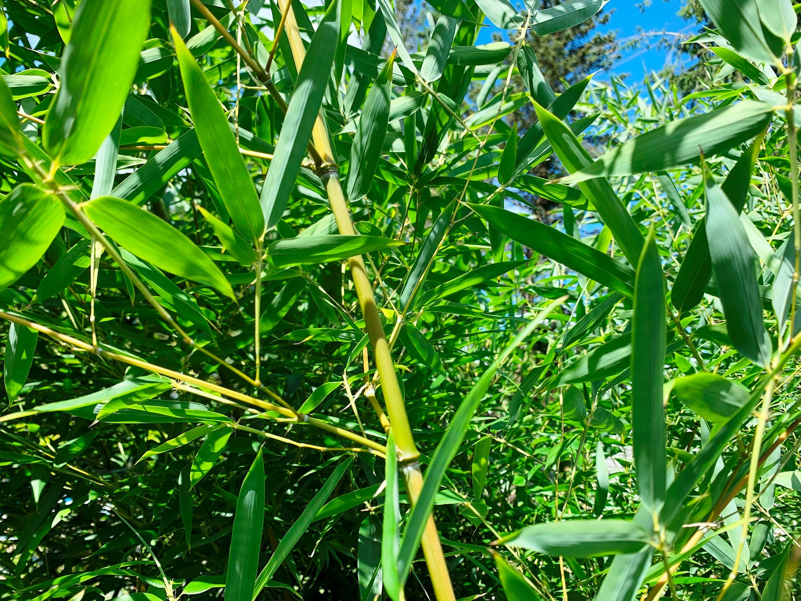 Large Loom Hook. 10 Mm (.4 Inch) Corking or Knitting Nancy Hook. Bamboo ...