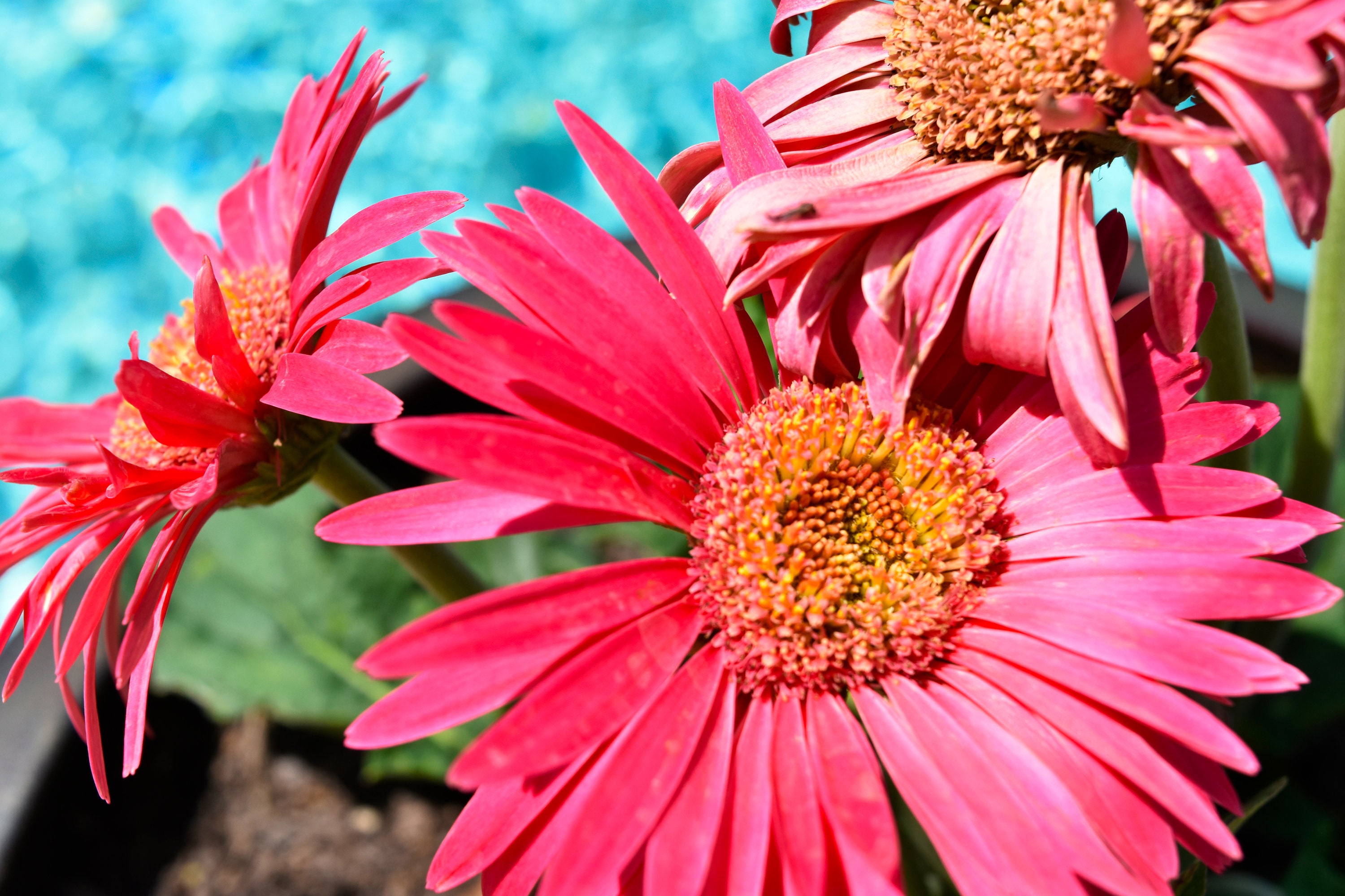 Pink Daisies Photograph by Kim Bailey, Original Art for Your Home or ...